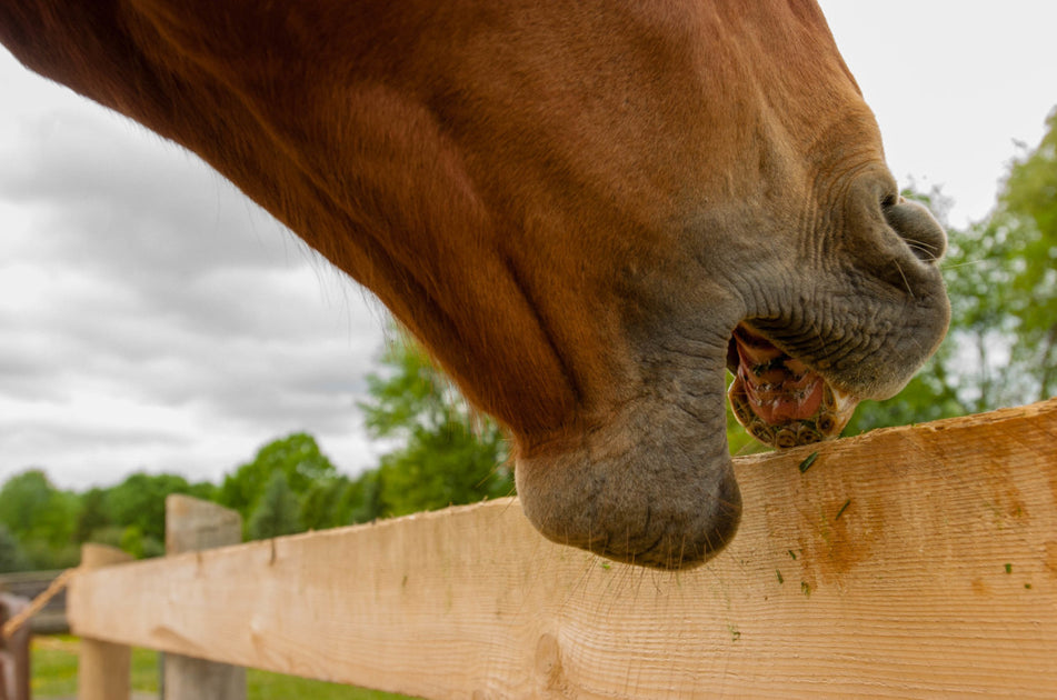 Horse Care - First Aid - Cribbing | eQuestri Online Tack Shop