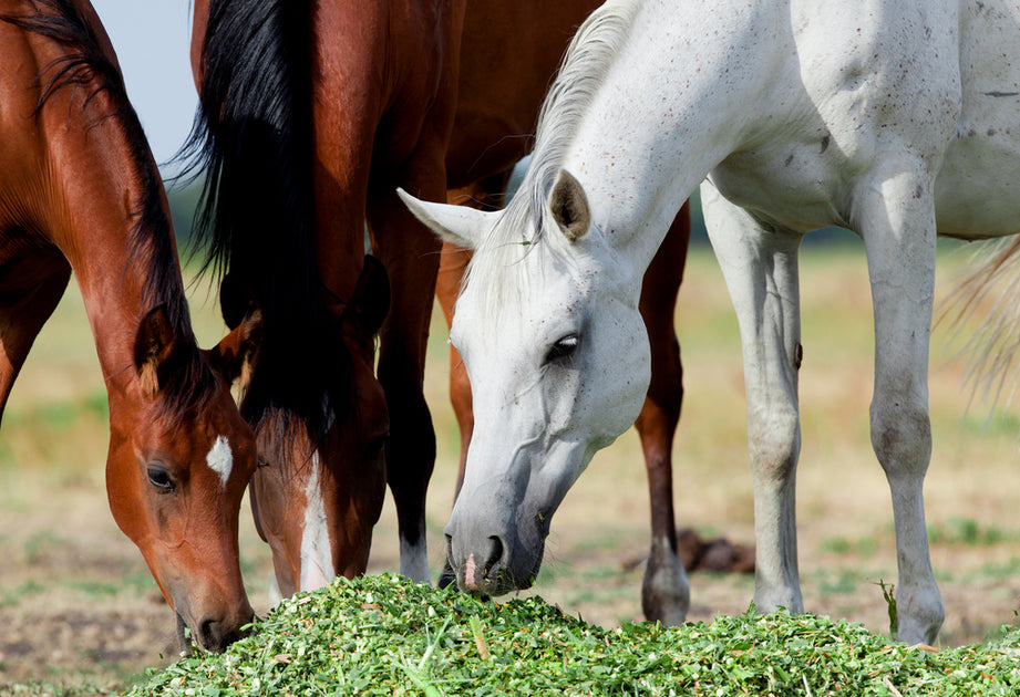 Stable - Feed Room - Feed | eQuestri Online Tack Shop